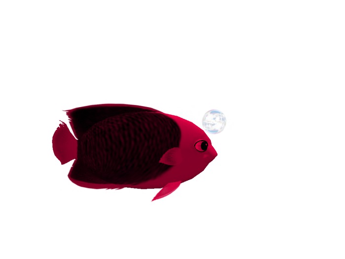 Second Life Marketplace - (7S) UltraRare Fish: Shift Rock Beauty