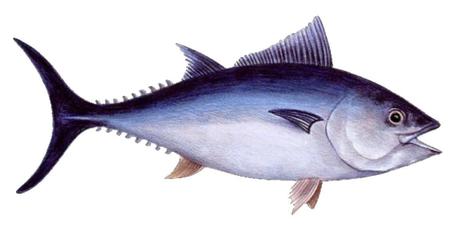 Second Life Marketplace - Tuna Fish Alpha Texture - Full perm