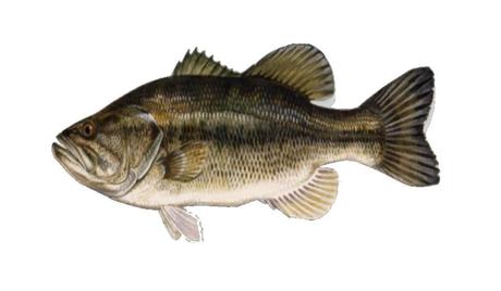 Second Life Marketplace - Fish Alpha Texture - Full Perm