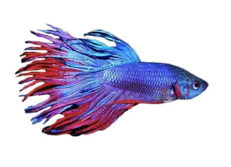 Second Life Marketplace - Blue & Red Fish Alpha Texture - Full Perm