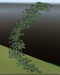 Second Life Marketplace - Ivy climbing Plant