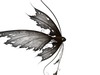 Second Life Marketplace - (7S) Uncommon Fish: Cocoa Ragged Fish