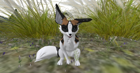 Second Life Marketplace - marble cross fox {NB} Spirit Fennec Texture ...