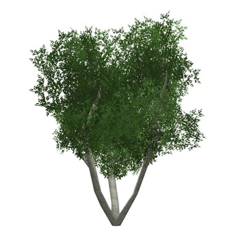 Second Life Marketplace - 5 LI aspen tree with multiple trunks - OPQ ...