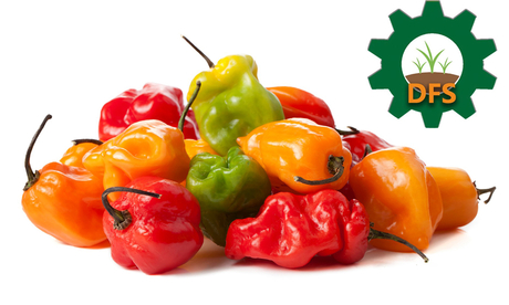 Second Life Marketplace - DFS HOT PEPPERS X5