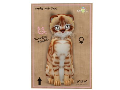 Second Life Marketplace - KittyCatS Box - 7 T - F - Australian Mist ...