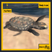 Second Life Marketplace - ::DisturbeD:: Water Turtle - FULL PERM MESH