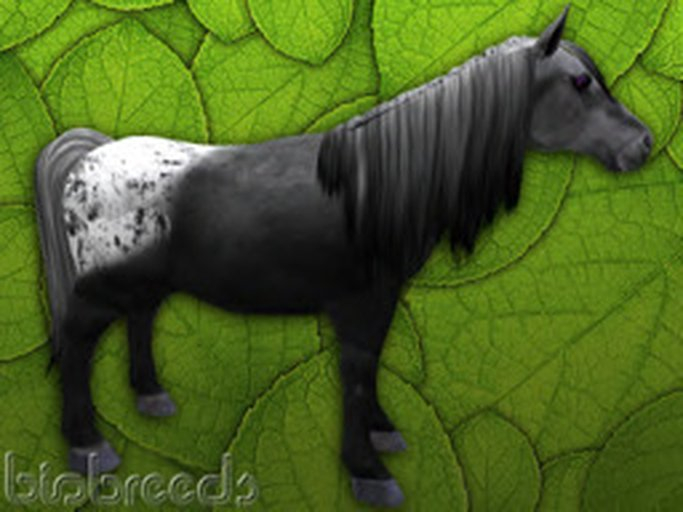 Second Life Marketplace - BB Horse Box - Appaloosa Silver Bell - Male