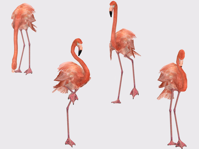 Second Life Marketplace - Animpet Full Perm Animesh Animated Flamingo ...