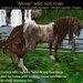 Second Life Marketplace - Arrow - Wild Red Roan Texture Pack for Hoofit Horses