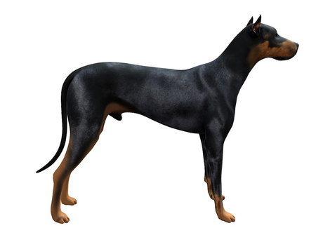 Second Life Marketplace - Art Studio.FULL PERM \\ Alex Dog