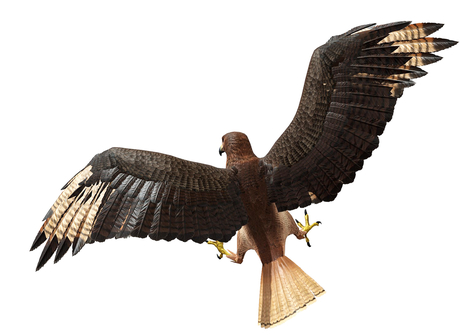Second Life Marketplace - Art Studio.FULL PERM \\ Brown Falcon