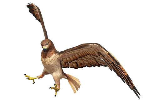 Second Life Marketplace - Art Studio.FULL PERM \\ Brown Falcon