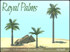 Second Life Marketplace - Royal Palm Trees - large mesh landscaping ...