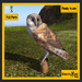 Second Life Marketplace - ::DisturbeD:: Owl - FULL PERM MESH