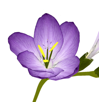 Second Life Marketplace - Freedom in Art - flower Freesia