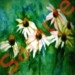Second Life Marketplace - Daisy flowers