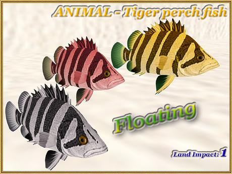 Second Life Marketplace - ANIMAL - Tiger perch fish (1 LI) (Full perm)