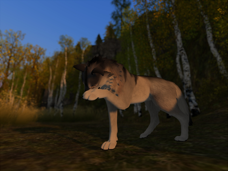 Second Life Marketplace - TWI Wolf Texture - Gray Wolf