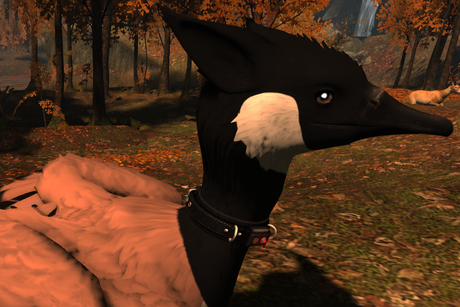 Second Life Marketplace - GC - BRDMRT Griffin Canadian Goose v.1