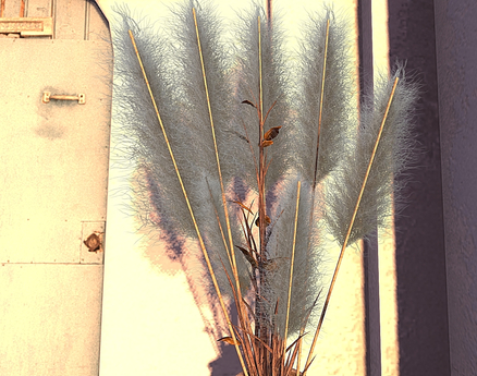 Second Life Marketplace - CJ Pampas Grass Sparsely Leafed Shrub in ...