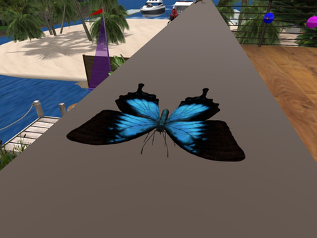 Second Life Marketplace - TM Butterfly - Prop - Color Change - Resize ...