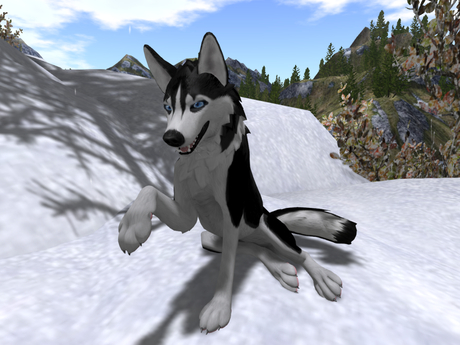 Second Life Marketplace - TWI Wolf Mod Oreo Husky