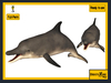 Second Life Marketplace - ::DisturbeD:: Sea Life - Dolphin - FULL PERM MESH