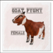Second Life Marketplace - DFS Goat Pygmy - Female