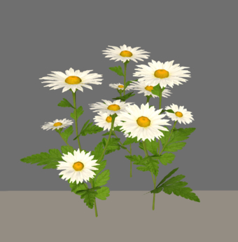 Second Life Marketplace - Daisy Clusters FULL PERM