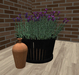 Second Life Marketplace - Herbs: lavender