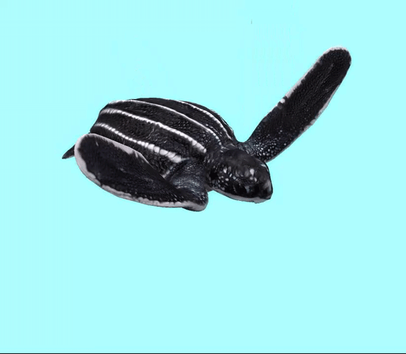 Second Life Marketplace - FULL PERM Animated swimming Leatherback Sea ...