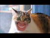 Second Life Marketplace - Meow B!tch Bumper