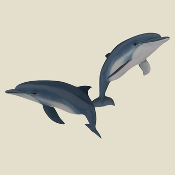 Second Life Marketplace - H.O.W Mesh Dolphin, Full Perm, Sea Creature ...