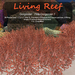 Second Life Marketplace - Inochi Reef : Gorgonians - Pink Gorgonian 1