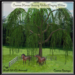 Second Life Marketplace - Cosmos Horses Grazing Under Weeping Willow (BOX)