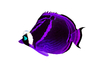 Second Life Marketplace - (7S) Common Fish: Purple Raccoon Fish