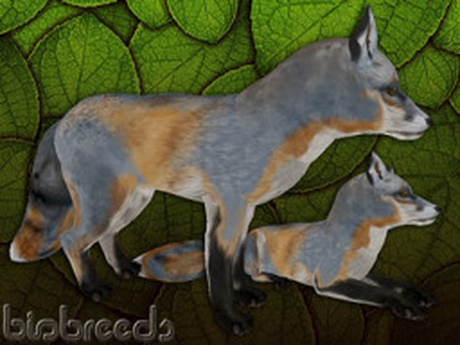 Second Life Marketplace - BB Fox Box - Tricolor - Male