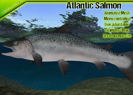 Second Life Marketplace - *SnoWStylZ* Atlantic Salmon animated mesh fish v2