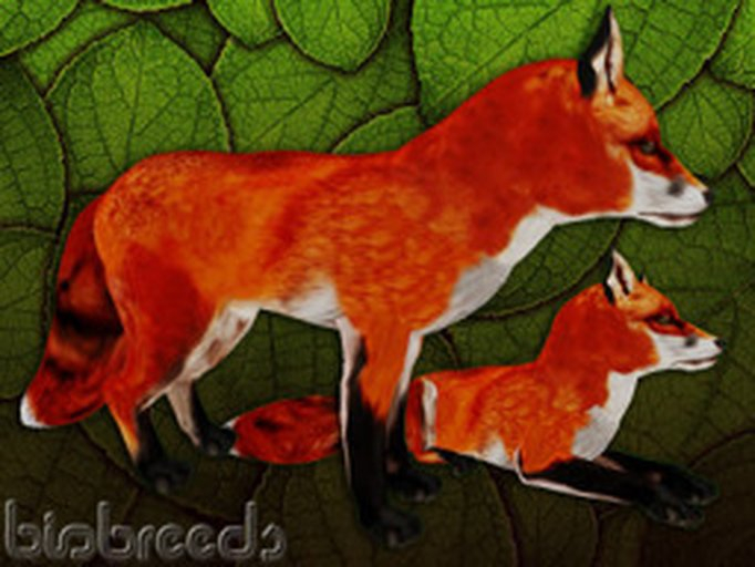 Second Life Marketplace - BB Fox Box - Ruddy - Female