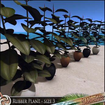 Second Life Marketplace - HeadHunter's Island - Potted Rubber Fig plant ...