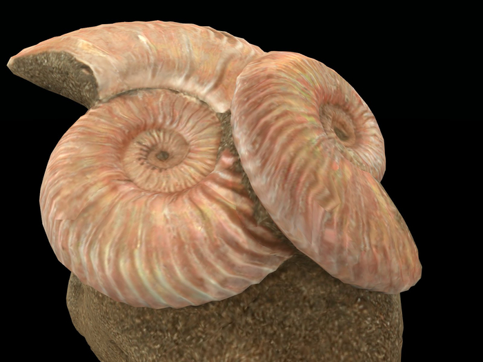 Second Life Marketplace - Full Perm Scanned Fossil Shells "Ammonoidea ...