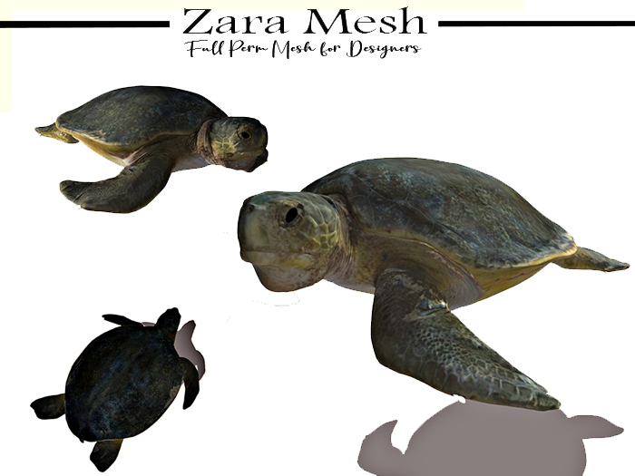 Second Life Marketplace - Zara Mesh - Animals - Sea Turtle Flatback ...