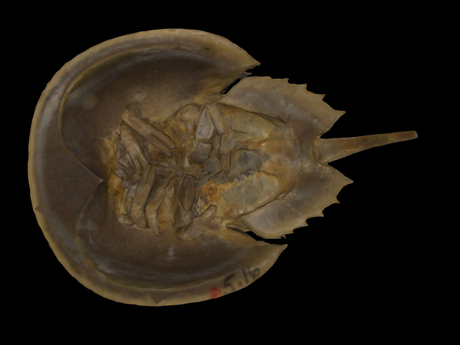 Second Life Marketplace - Full Perm Scanned "Atlantic horseshoe crab"