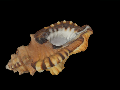 Second Life Marketplace - Full Perm Scanned Sea Shell "Black-Spotted ...