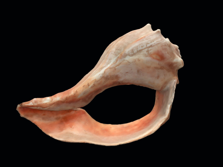 Second Life Marketplace - Full Perm Scanned Sea Shell "Busycon sp ...