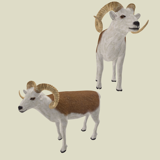 Second Life Marketplace - H.O.W Mesh Horned Sheep, Full Perm, Low LI ...