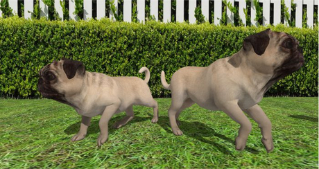 Second Life Marketplace - NS-Security,visitor manager-animated dog(Pug)