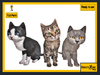 Second Life Marketplace - ::DisturbeD:: Lovely Kitten Pack - FULL PERM MESH
