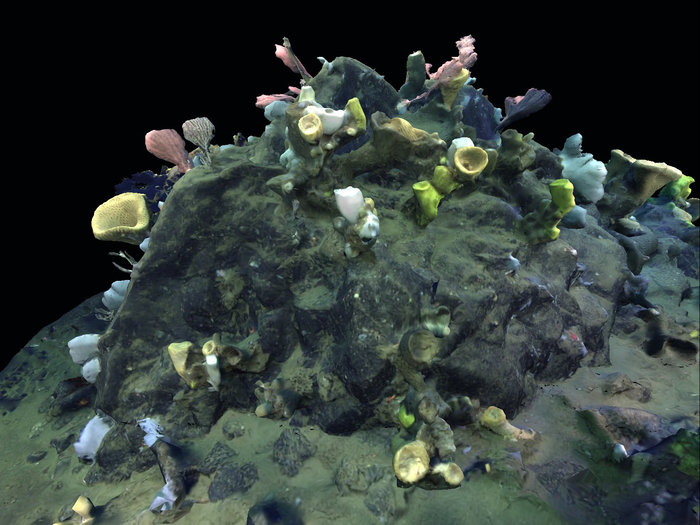 Second Life Marketplace - FP Scan Reef "D. Ricketts Dive# 1189 - Coral ...